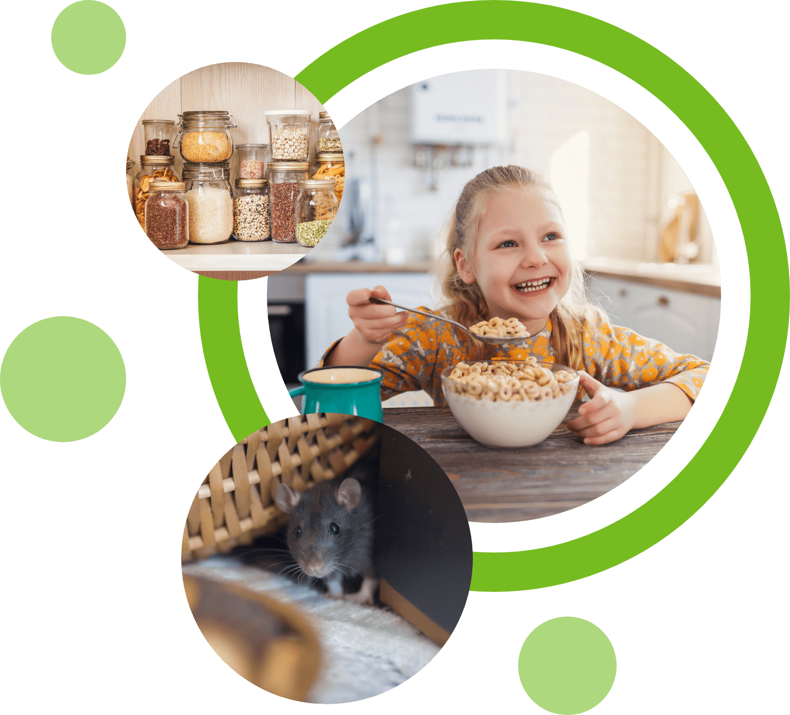 Mouse Exterminator Louisville, KY | Professional Rodent Control