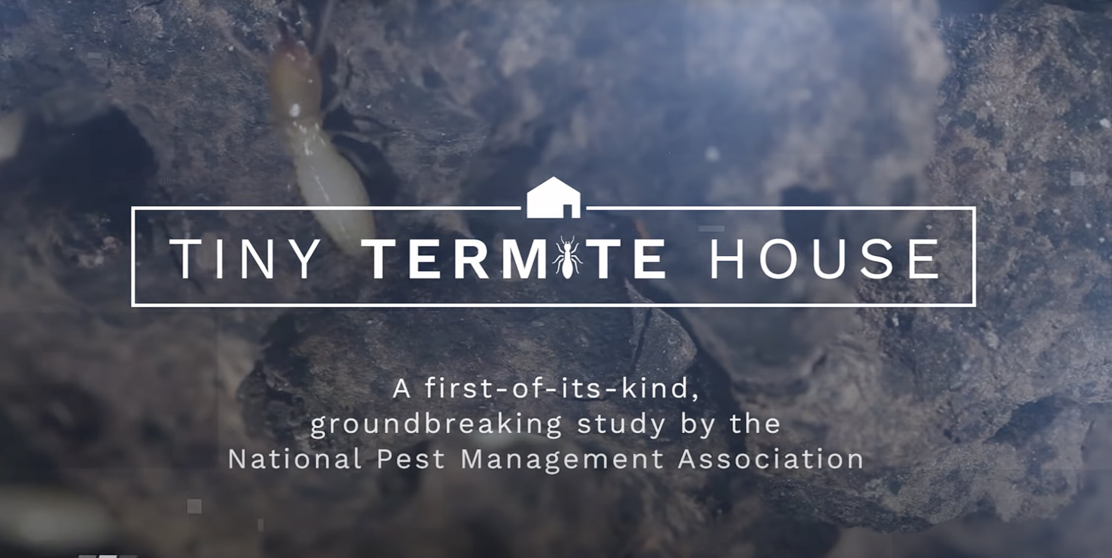 Tiny Termite House - Team Bug Out - Pest Control Service